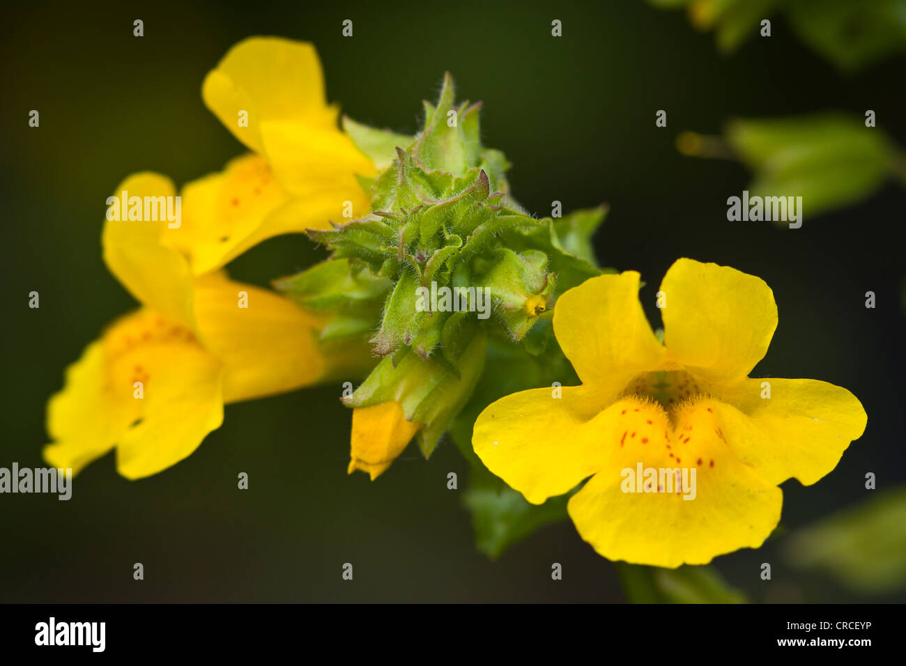 Mimulus hi-res stock photography and images - Alamy