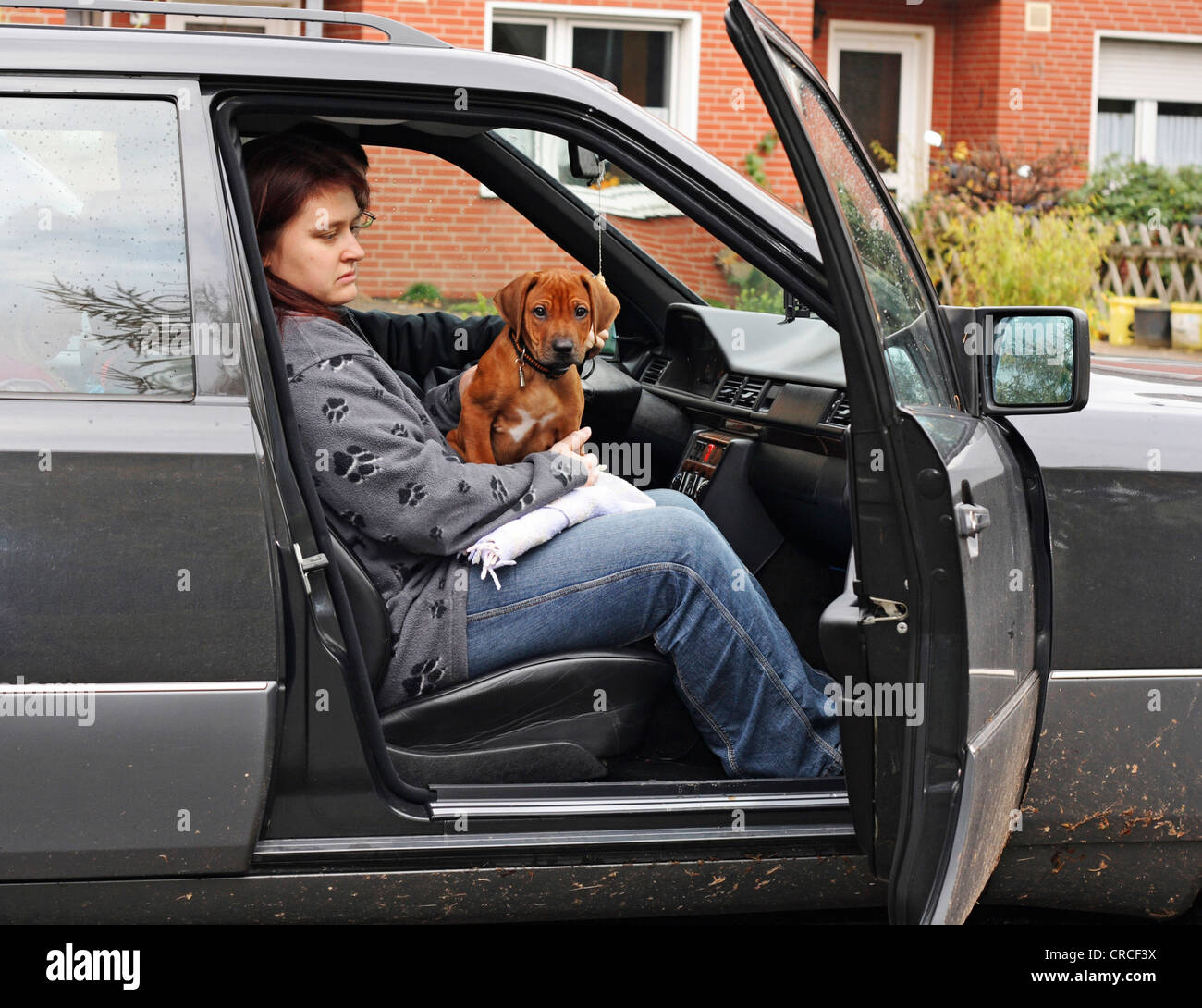 Rhodesian Ridgeback (Canis lupus f. familiaris), eight weeks old puppy ...