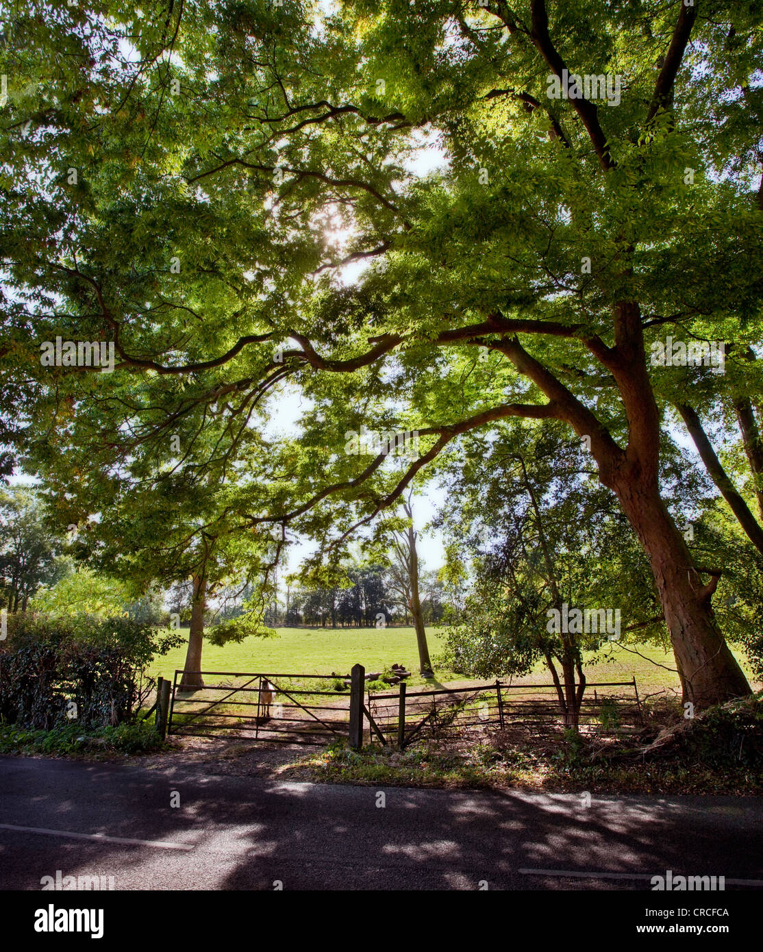 Sunshine through a tree hi-res stock photography and images - Alamy