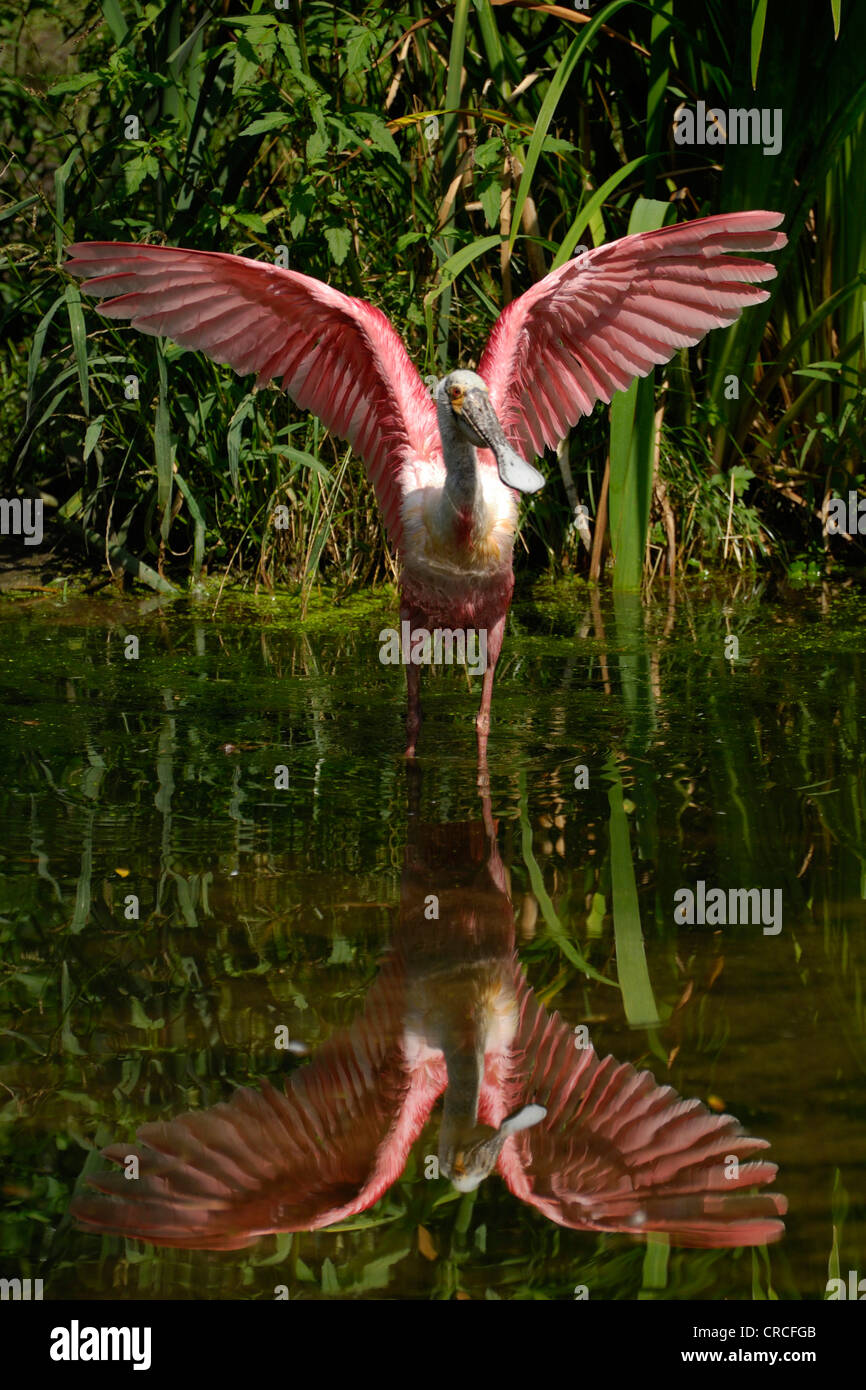 roseate spoonbill (Ajaia ajaia), at lake shore with mirror image Stock ...