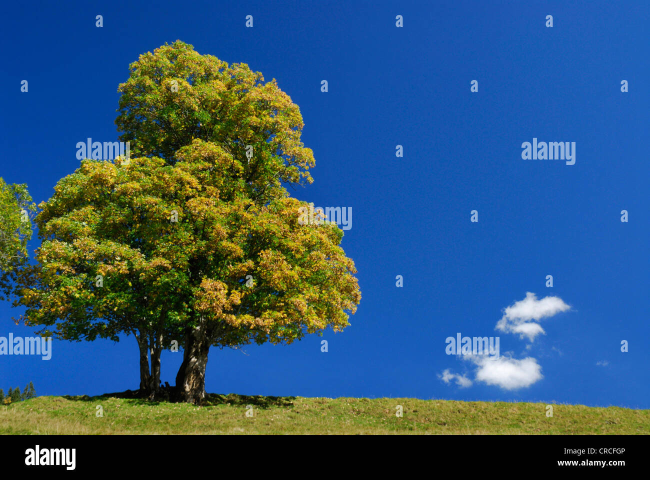 sycamore maple, great maple (Acer pseudoplatanus), single tree with ...