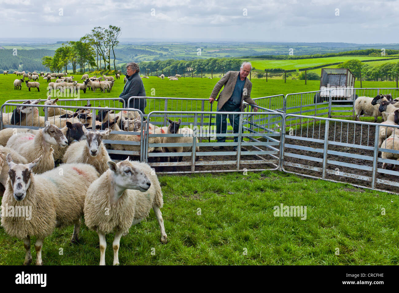 Sheep rounding uk hi-res stock photography and images - Alamy