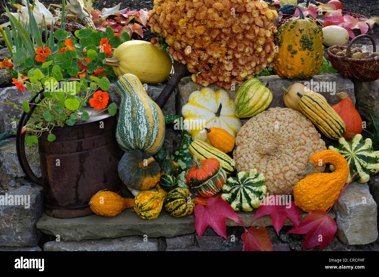 ornamental pumpkin (Cucurbita pepo convar. microcarpina), Autumn still ...