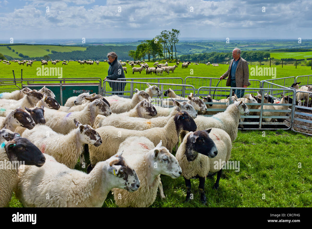 Rounding up sheep hi-res stock photography and images - Alamy