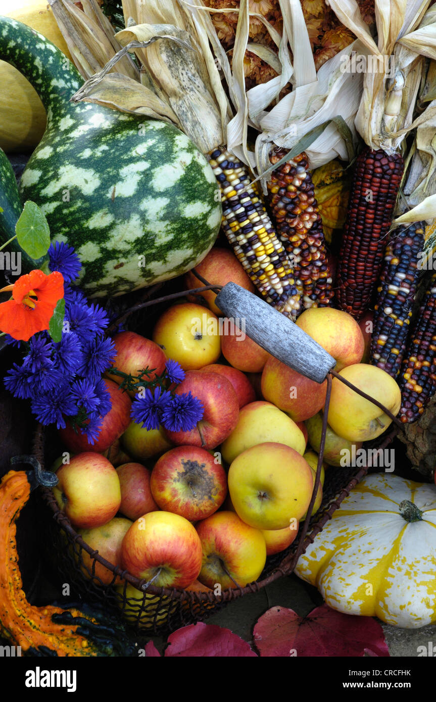 ornamental pumpkin (Cucurbita pepo convar. microcarpina), Autumn still ...