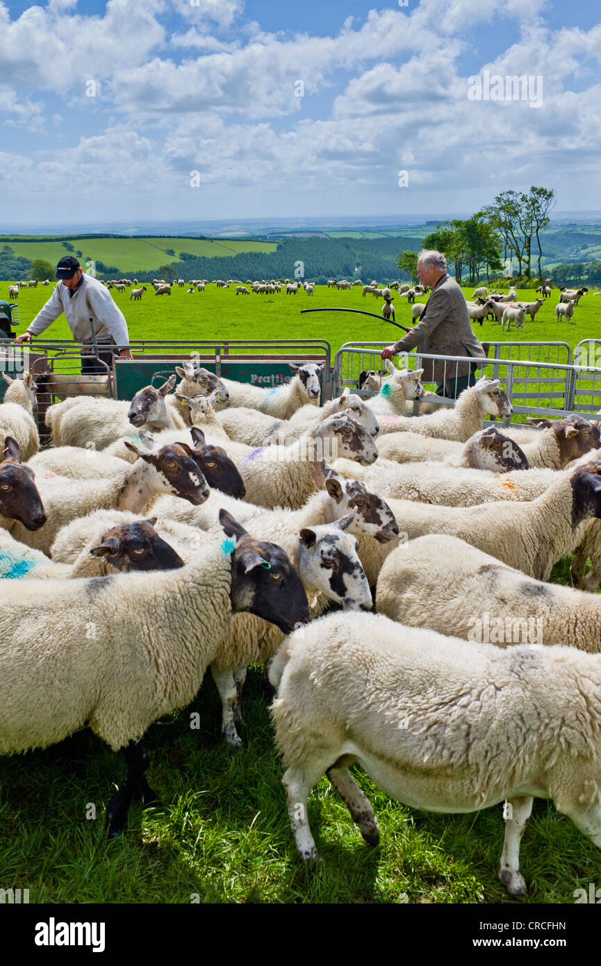 Farmers rounding up sheep for drenching or deworming Stock Photo - Alamy