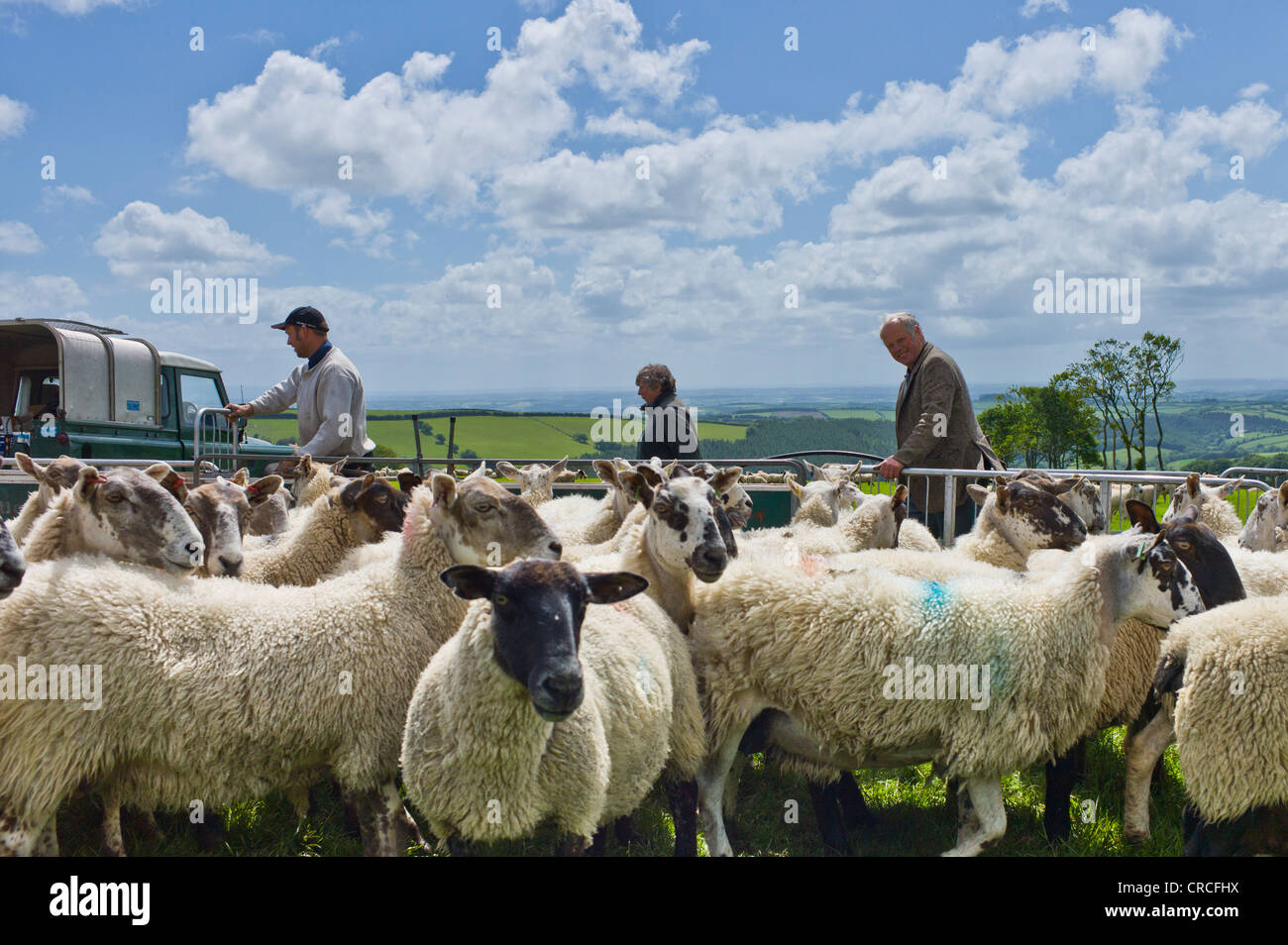 Rounding up sheep hi-res stock photography and images - Alamy