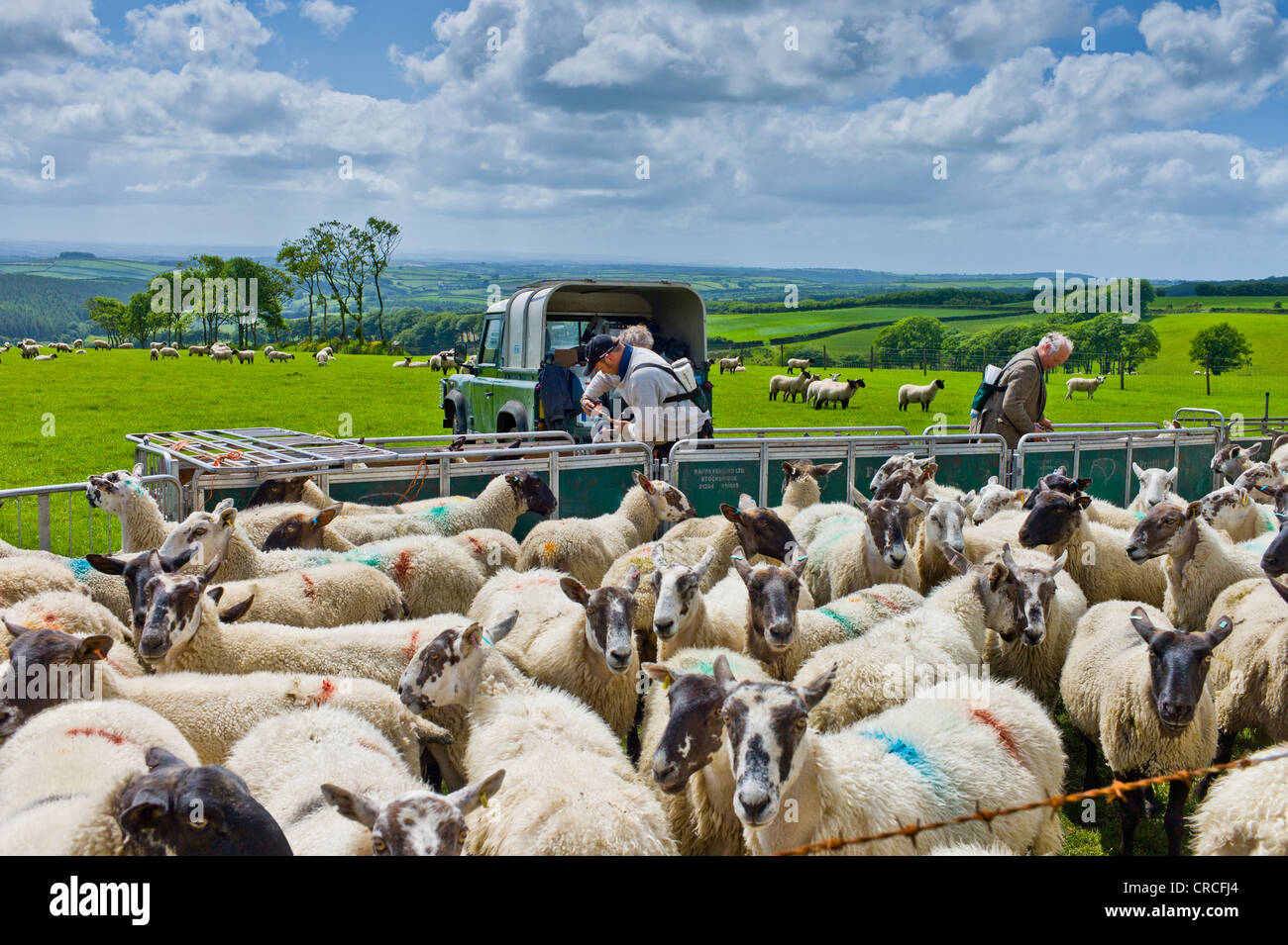 Rounding up sheep hi-res stock photography and images - Alamy