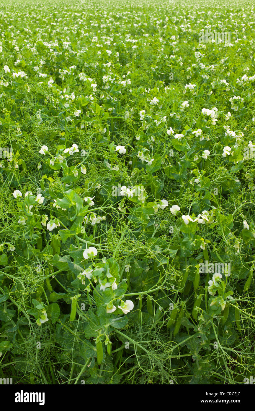 Field peas being cultivated Stock Photo - Alamy