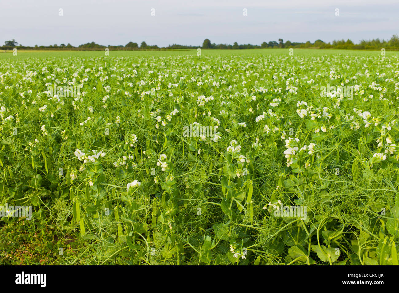 Field Peas High Resolution Stock Photography and Images - Alamy