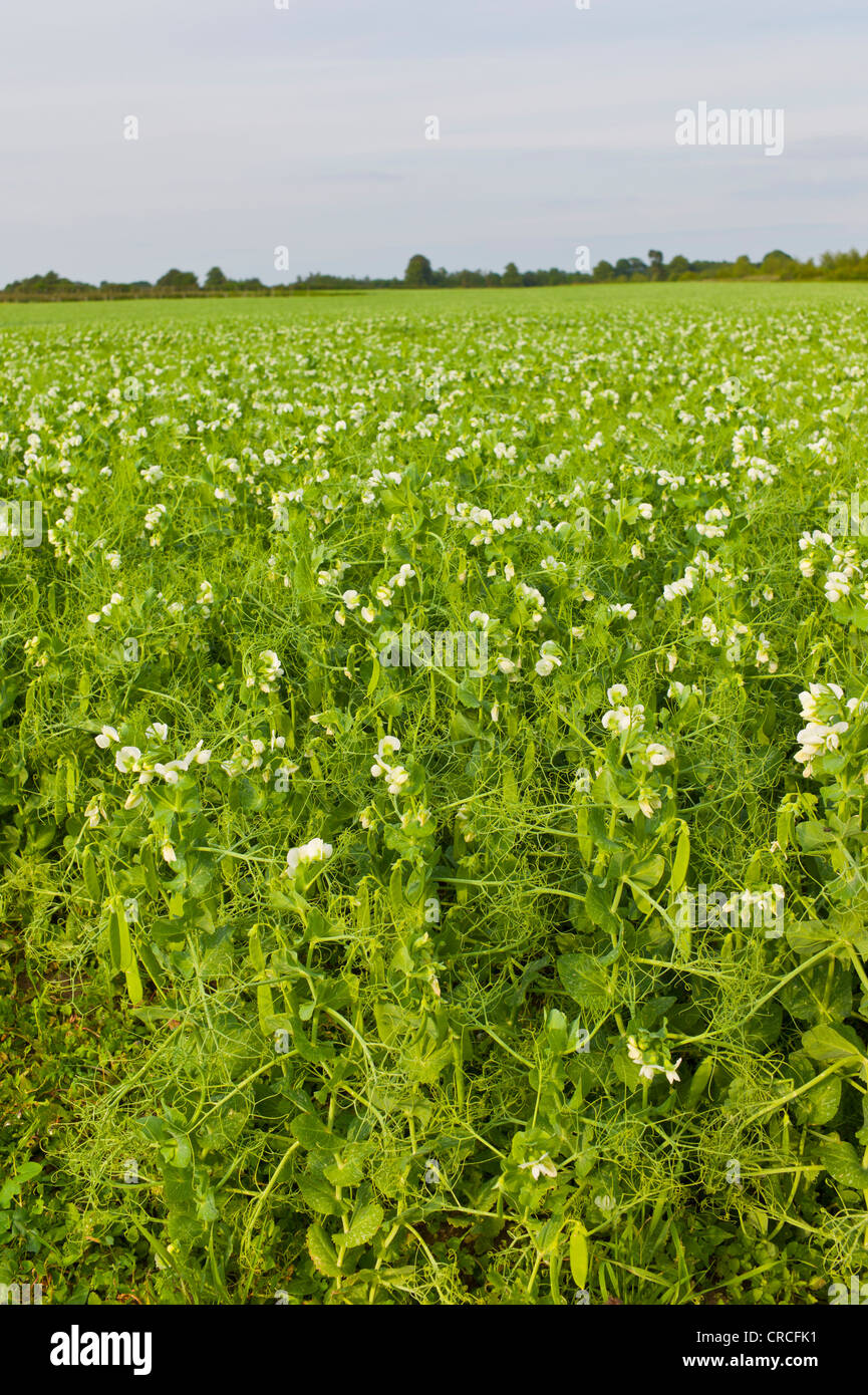 Peas field hi-res stock photography and images - Alamy