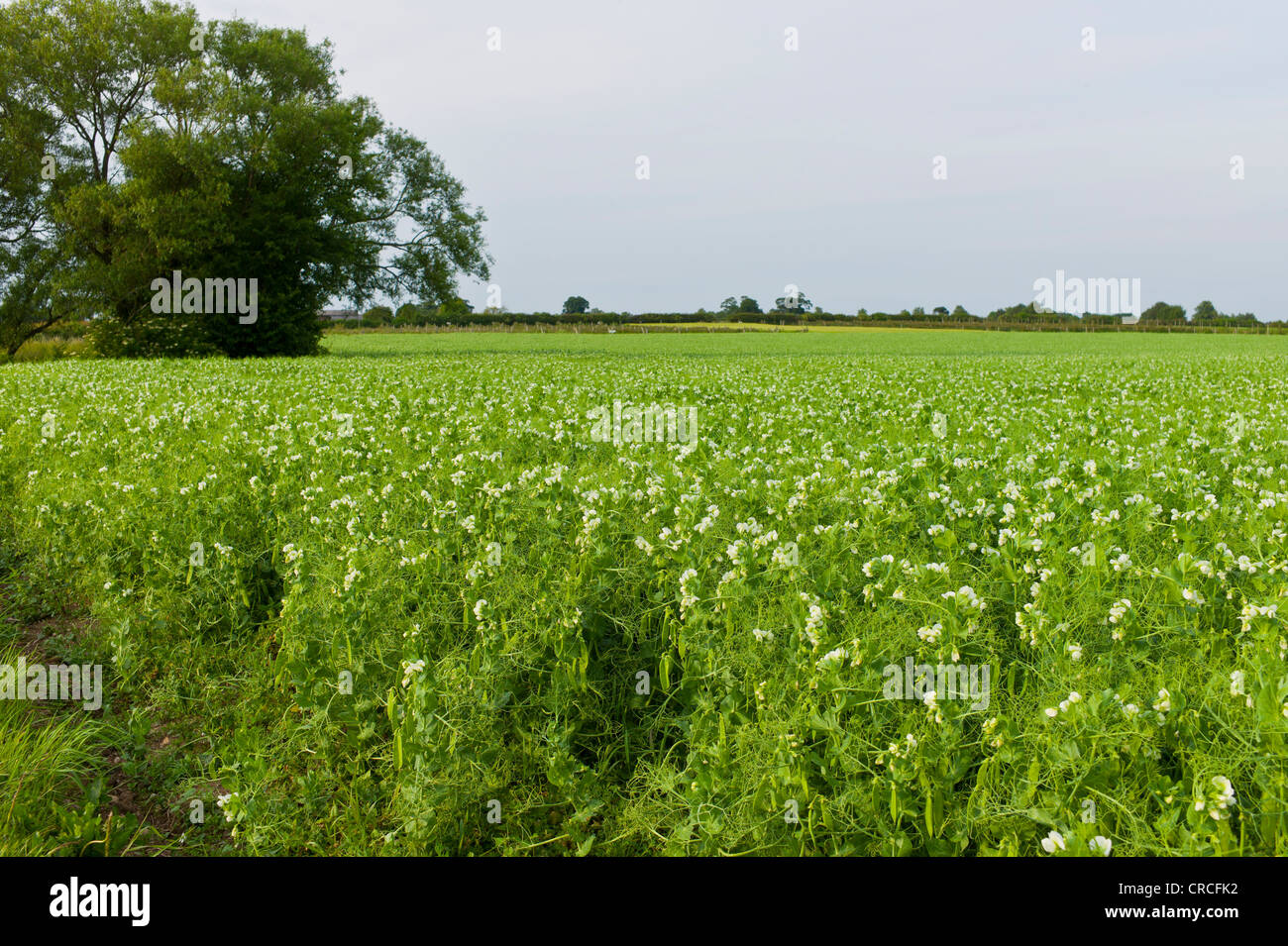 Field peas hi-res stock photography and images - Alamy
