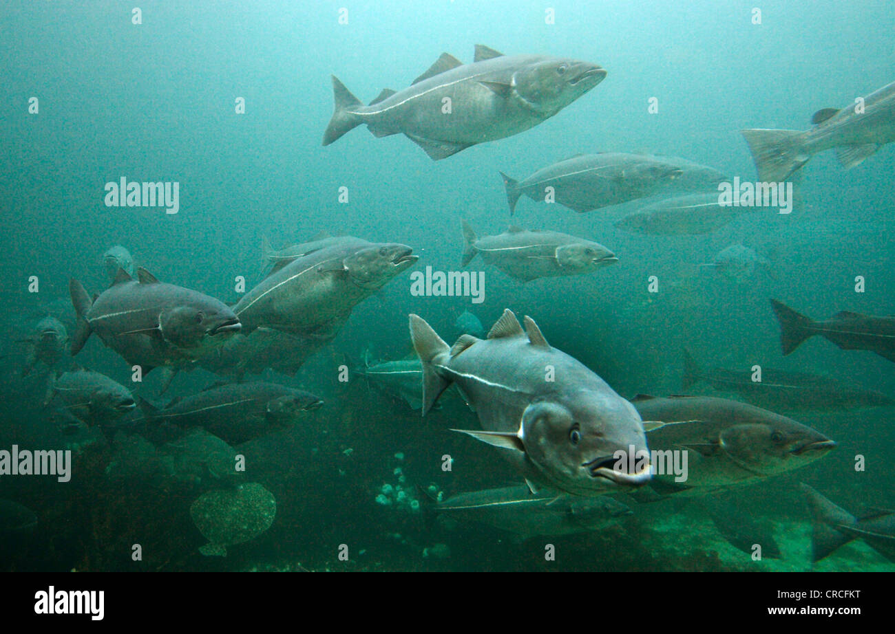 saithe, pollock, Atlantic pollock, coley, coalfish (Pollachius virens ...