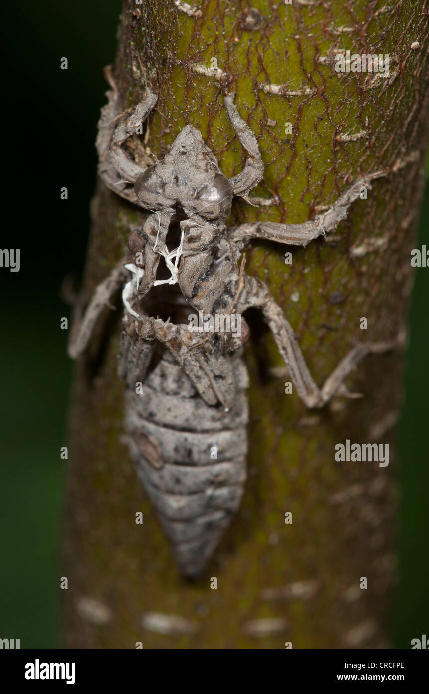 Pupa shell hi-res stock photography and images - Alamy