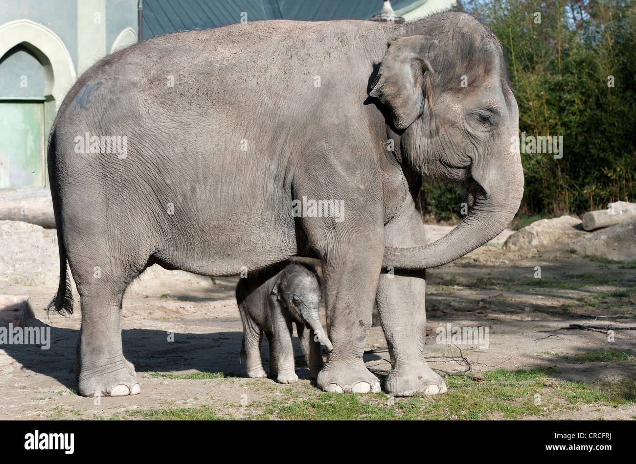 Asian elephant (Elephas maximus), female baby elephant, 11 days, during ...