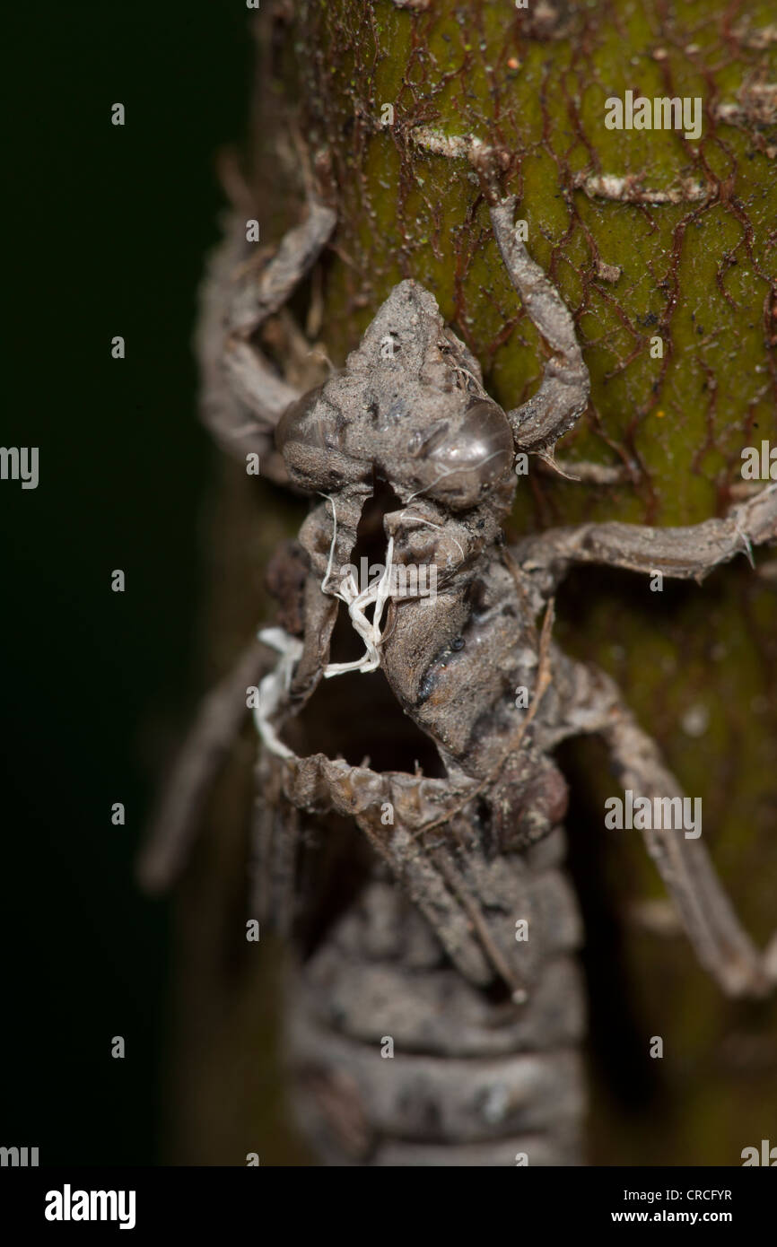 Pupa shell hi-res stock photography and images - Alamy