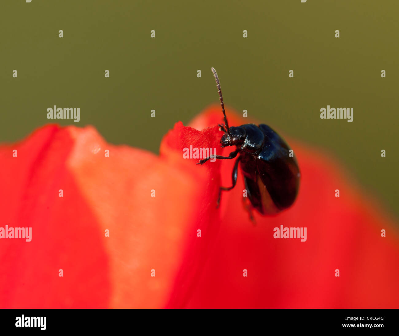 beetle on red poppy Stock Photo - Alamy