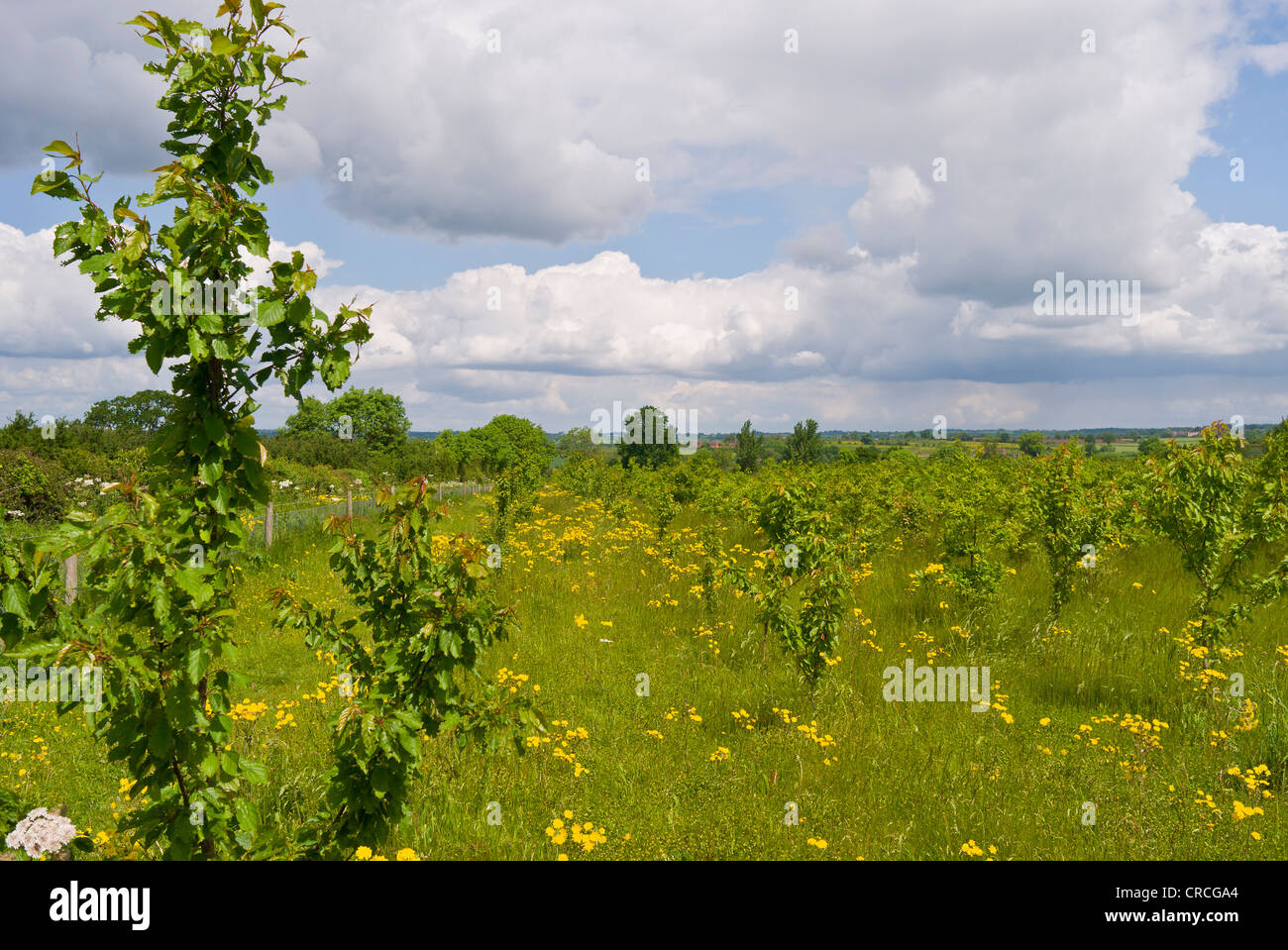 Growing native trees hi-res stock photography and images - Alamy