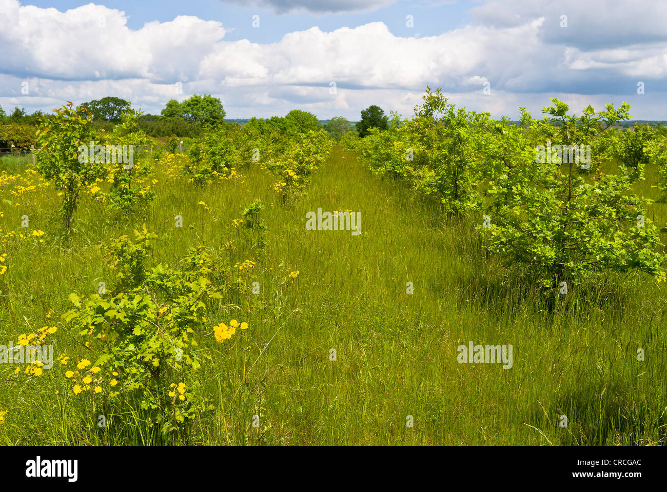 A variety of native, deciduous, trees growing in part of the National ...