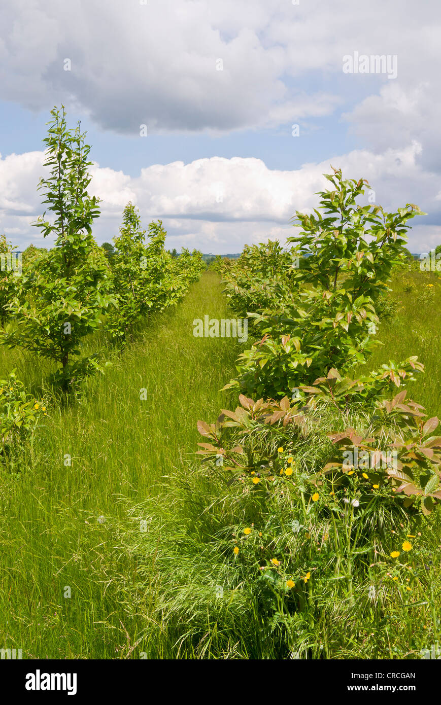 A variety of native, deciduous, trees growing in part of the National ...