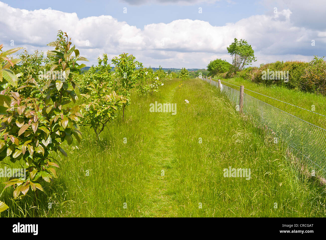 A variety of native, deciduous, trees growing in part of the National ...