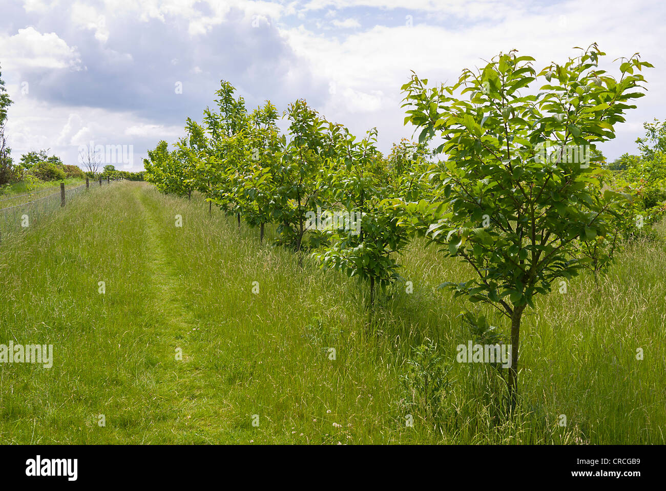 Crcgb9 hi-res stock photography and images - Alamy