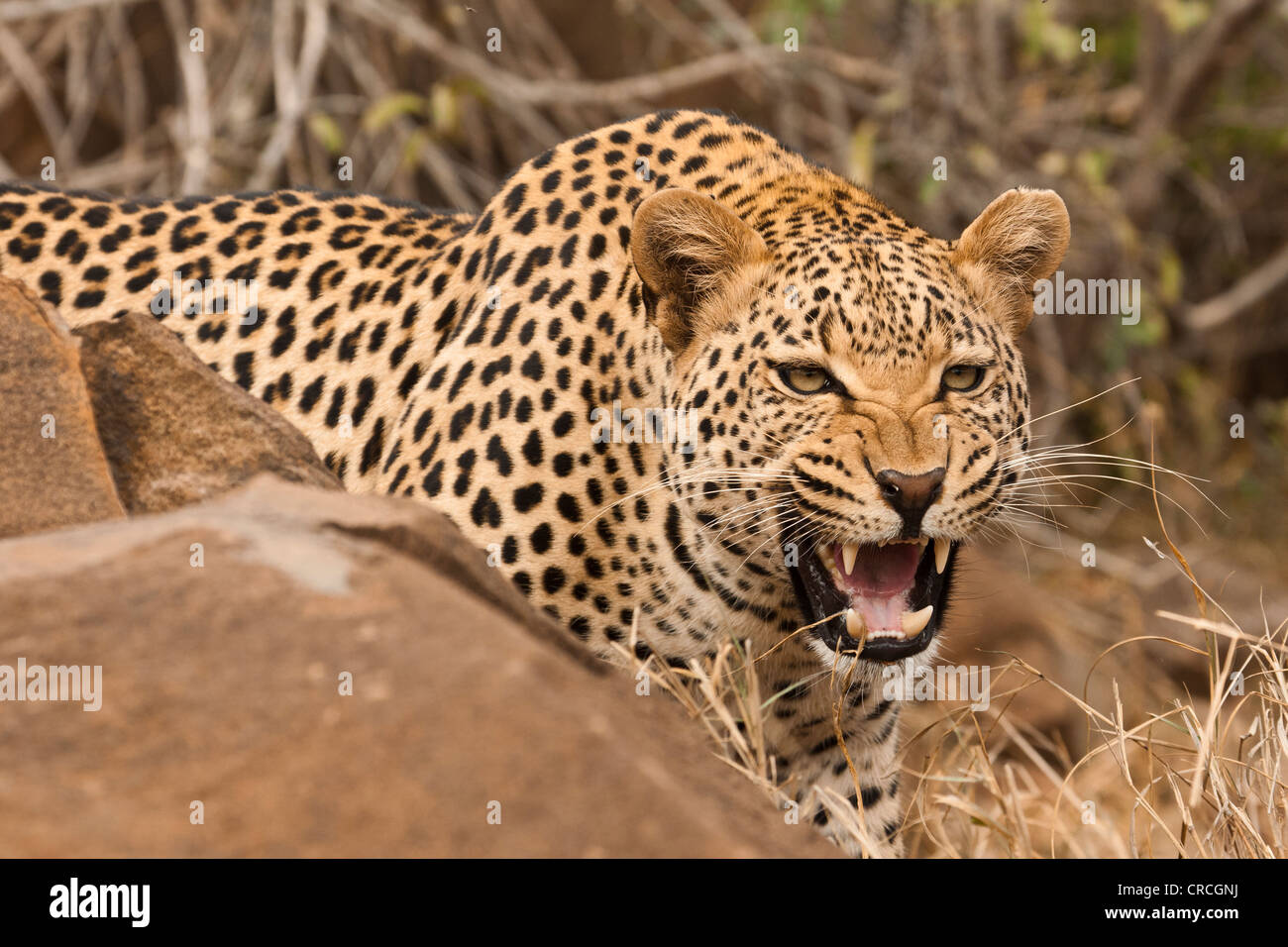Leopard (Panthera pardus) behind a rock, hissing, Tshukudu Game Lodge ...