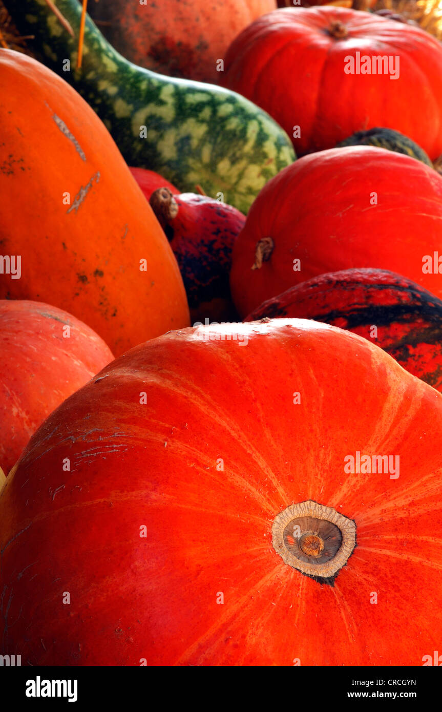 Very large pumpkin close up agriculture vegetables pumpkins hi-res ...