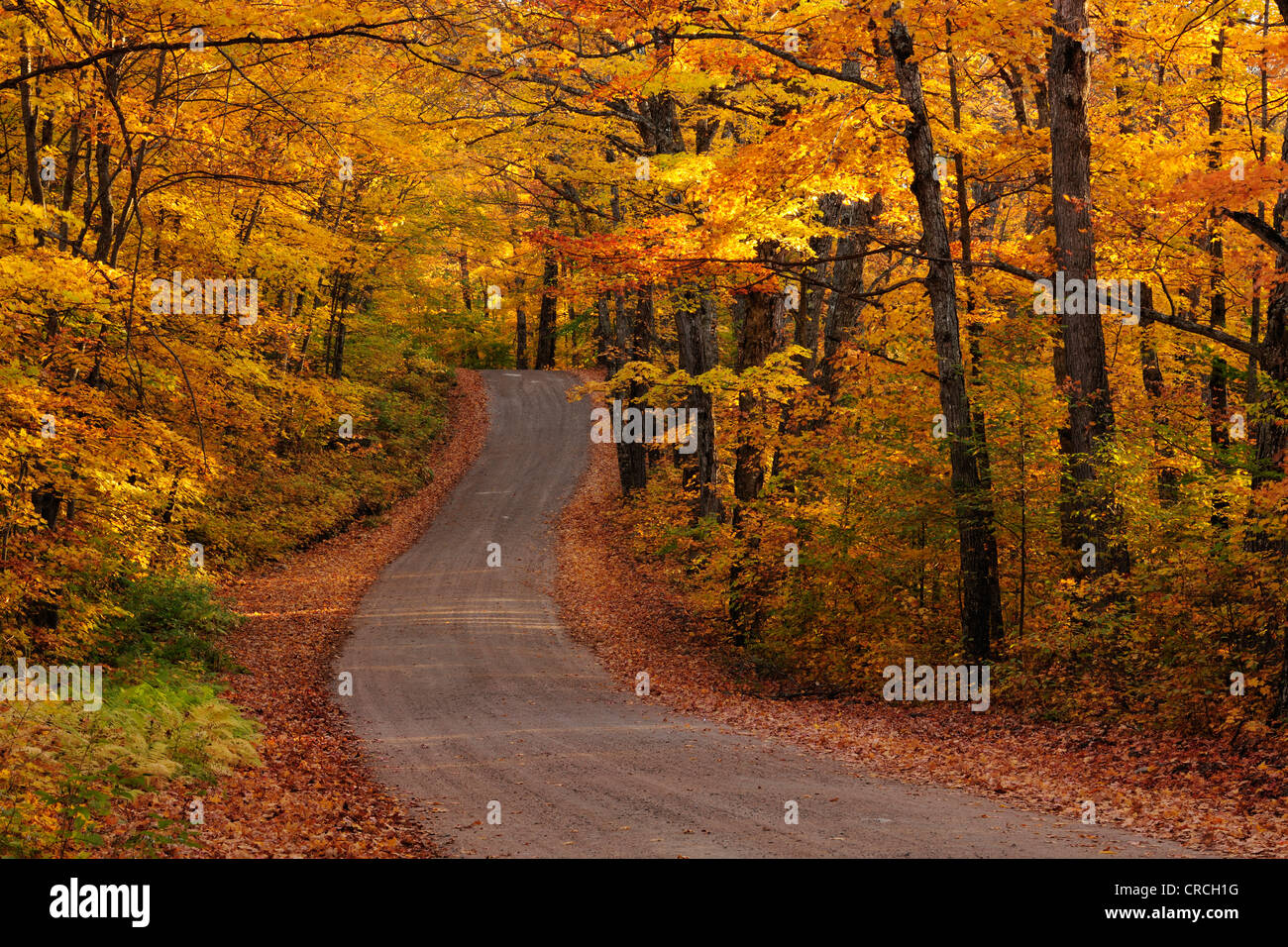 Road through the autumn forest, Ontario, Canada, North America Stock ...