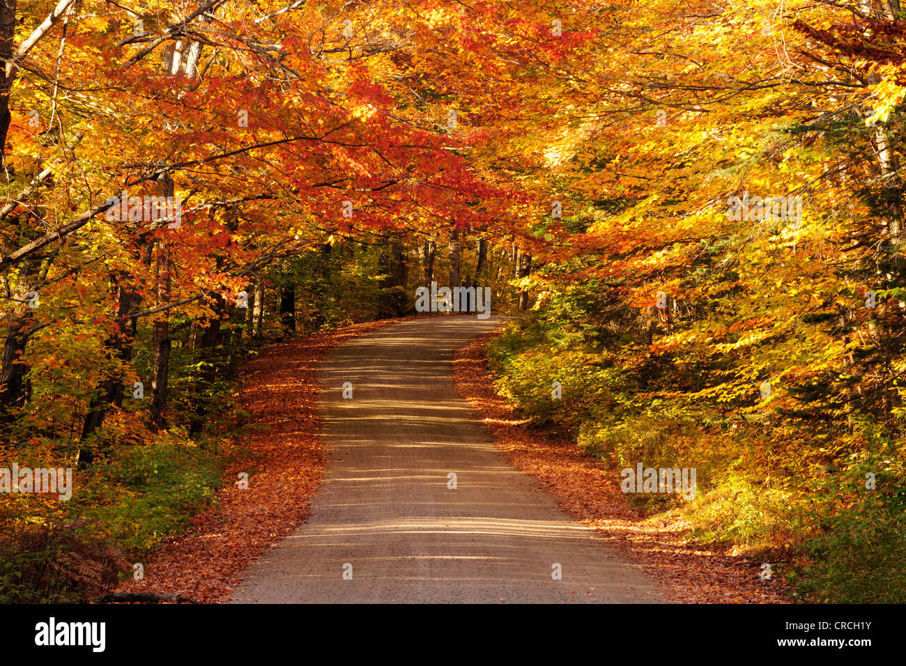Canada north woods hi-res stock photography and images - Alamy