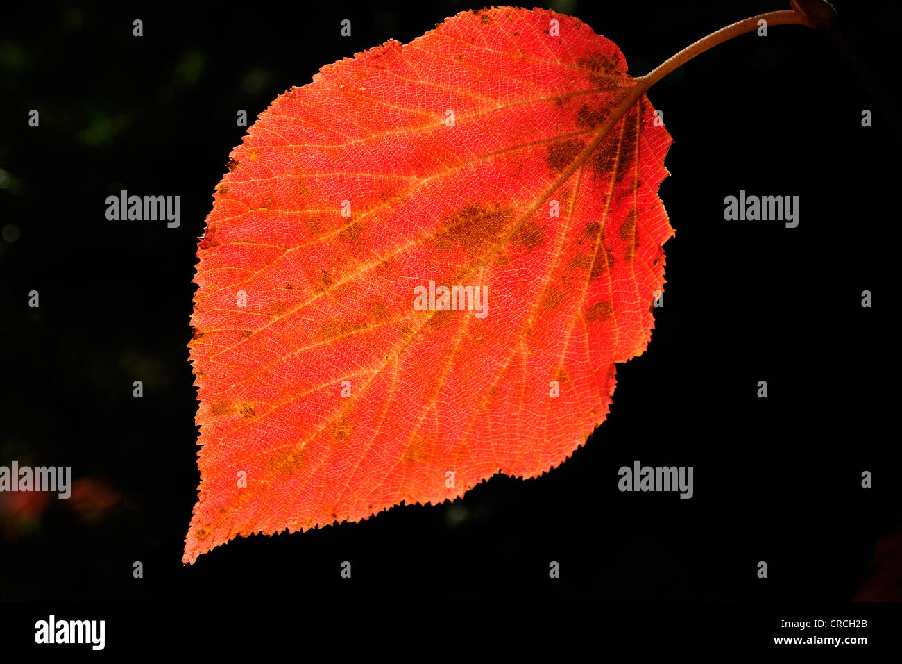 Autum Stock Photos & Autum Stock Images - Alamy