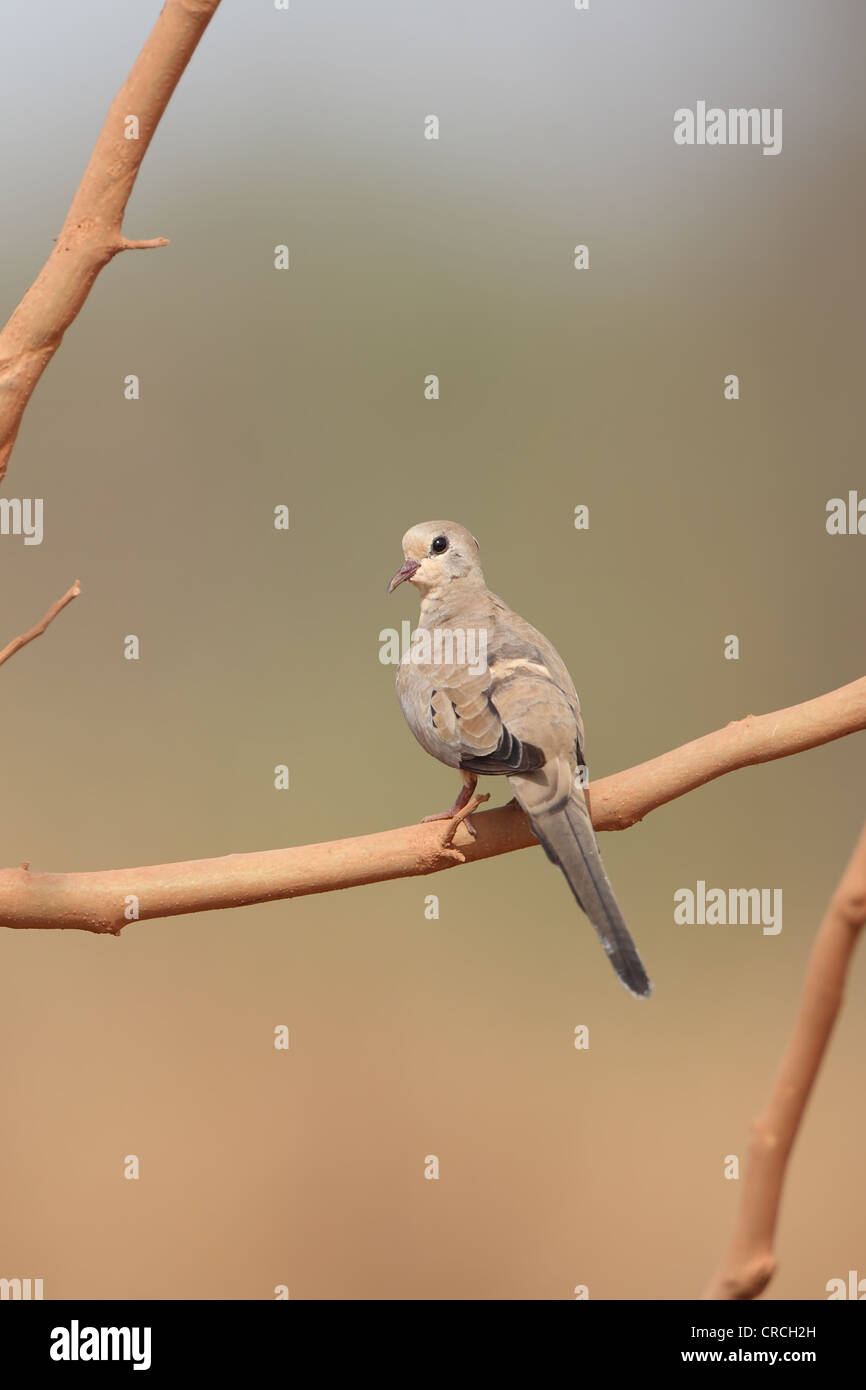 Oena capensis capensis hi-res stock photography and images - Alamy