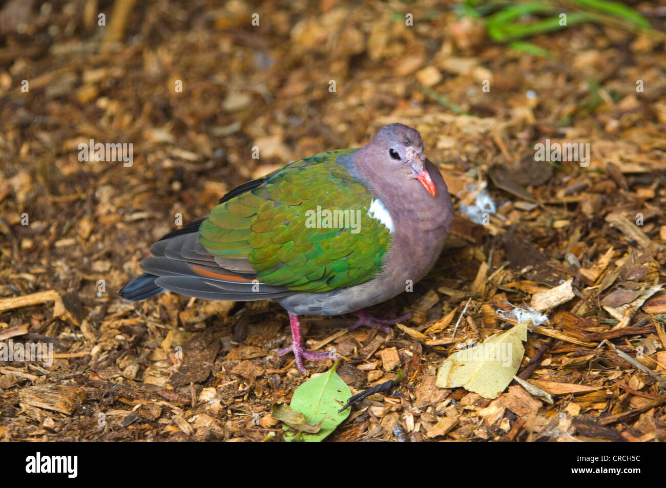 Ground Dove High Resolution Stock Photography and Images - Alamy