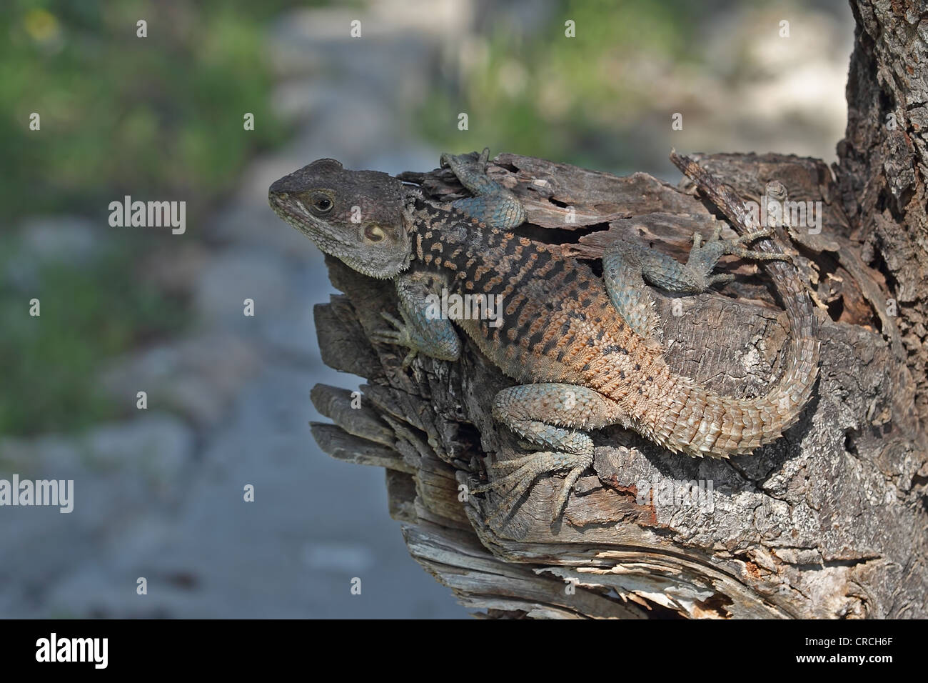 Greek Lizards High Resolution Stock Photography and Images - Alamy