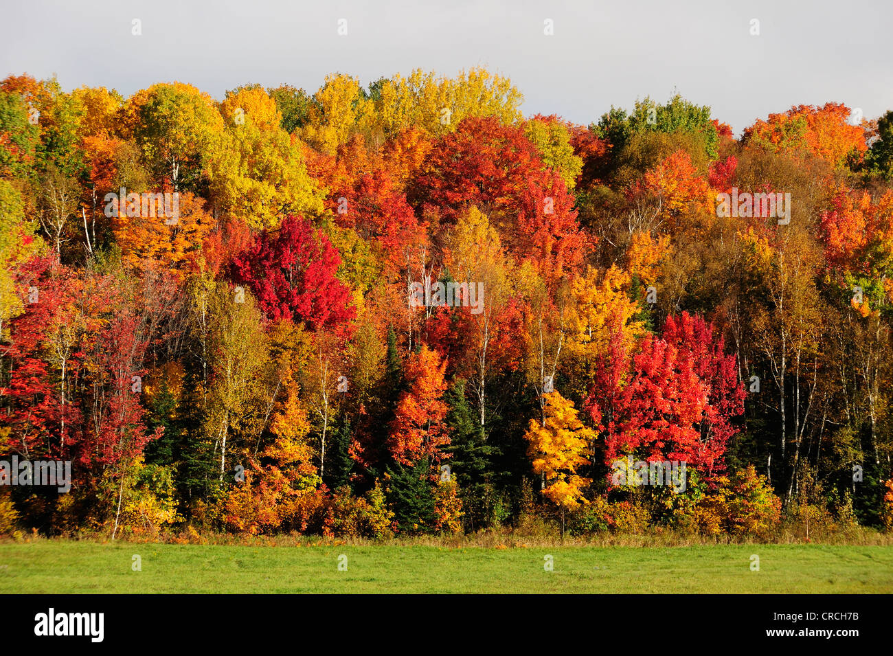 Trees in striking autumn colors, Ontario, Canada Stock Photo - Alamy