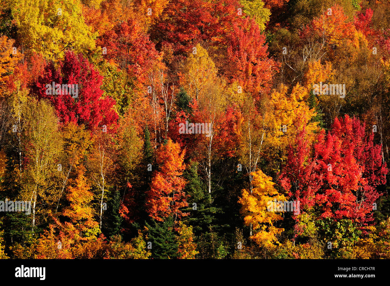 Trees in striking autumn colors, Ontario, Canada Stock Photo - Alamy