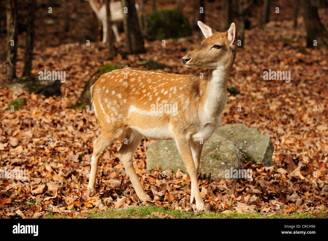 Fallow Deer (Dama dama) in the autumn woods, Canada Stock Photo - Alamy