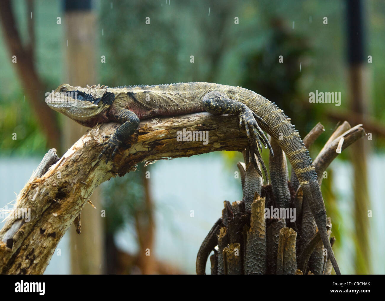 Australian water dragon physignathus lesueurii hi-res stock photography ...