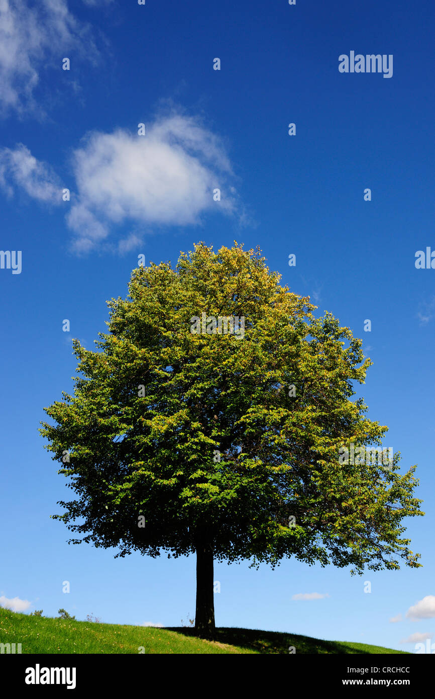 Lime tree, Linden (Tilia Stock Photo - Alamy