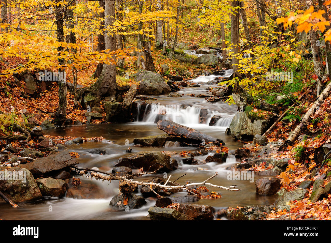 Colourful forests hi-res stock photography and images - Alamy