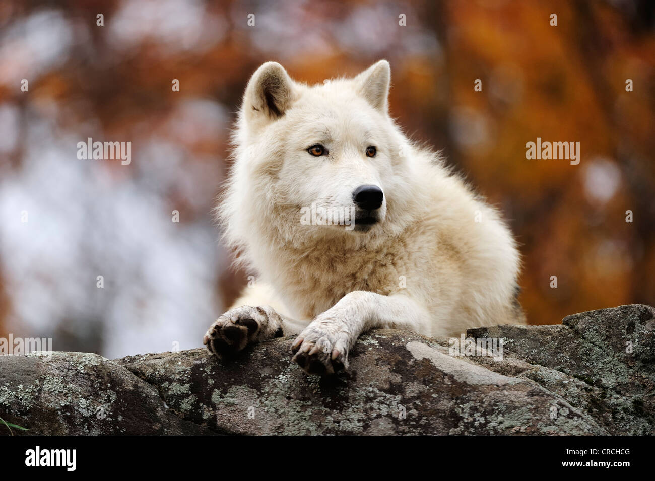 Cool Pictures Of White Wolves