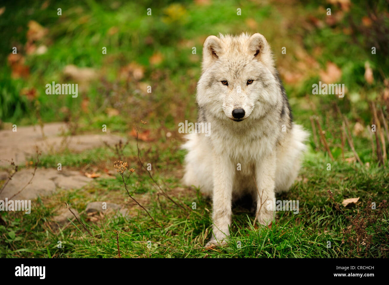 White Wolf Sitting