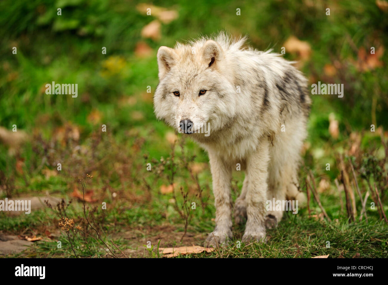 Young Polar Wolf, White Wolf or Arctic Wolf (Canis lupus arctos ...