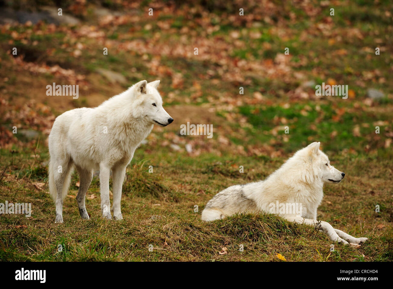 Arctic wolves hi-res stock photography and images - Alamy