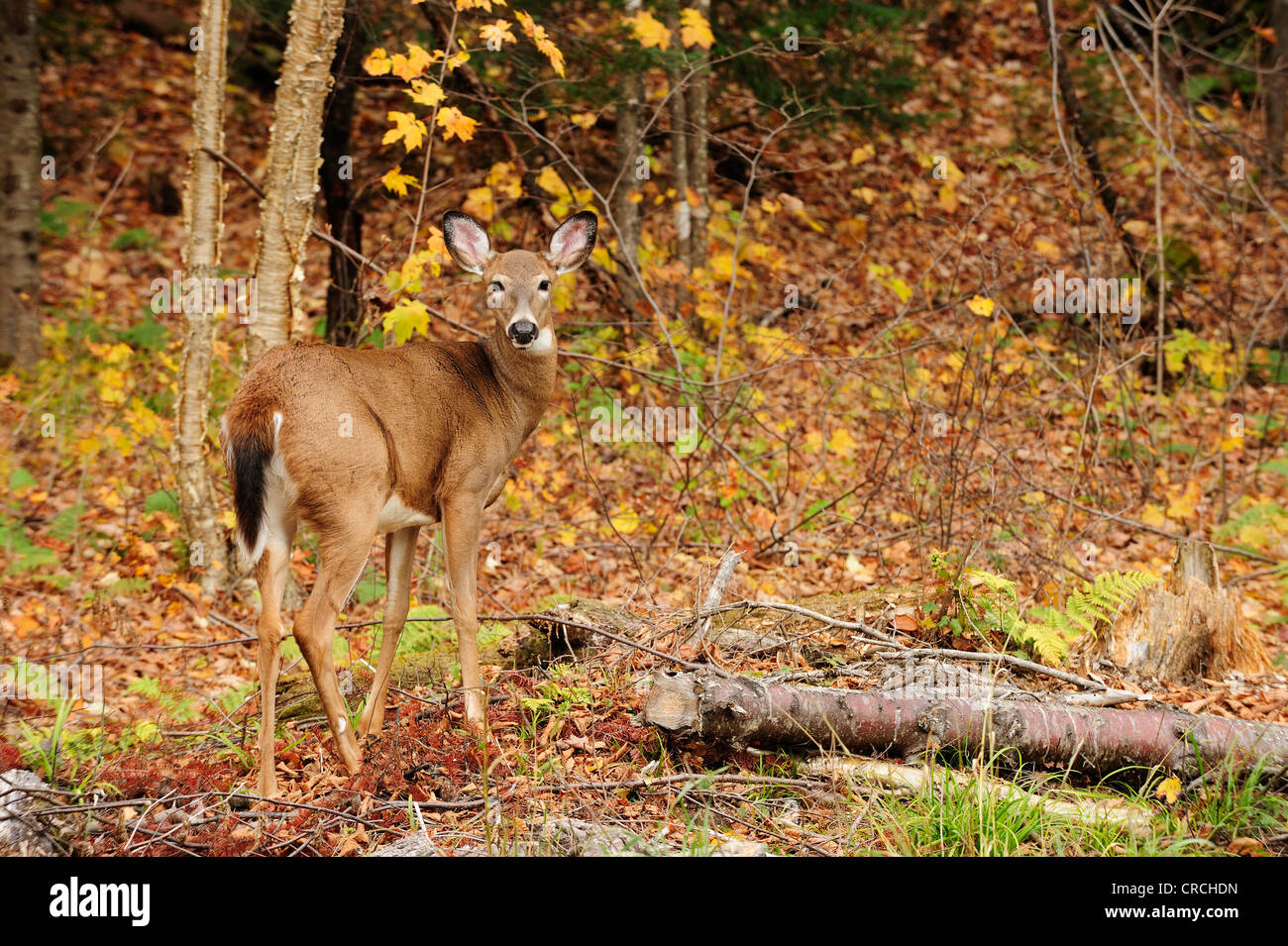 Odocoileus hemionus cervidae hi-res stock photography and images - Alamy