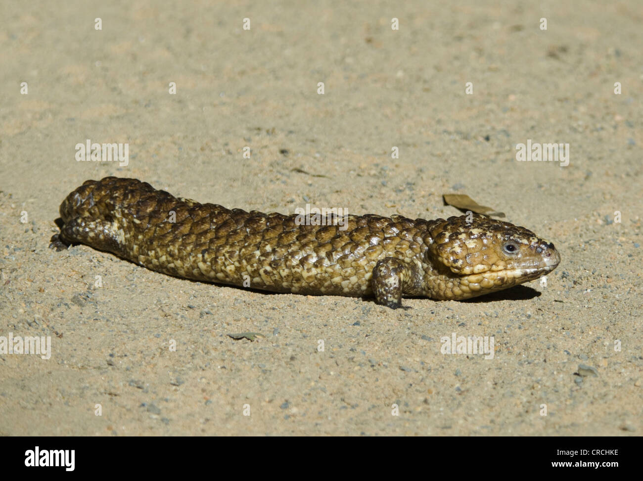 Shingle-Back Skink (Trachydosaurus rugosus Stock Photo - Alamy