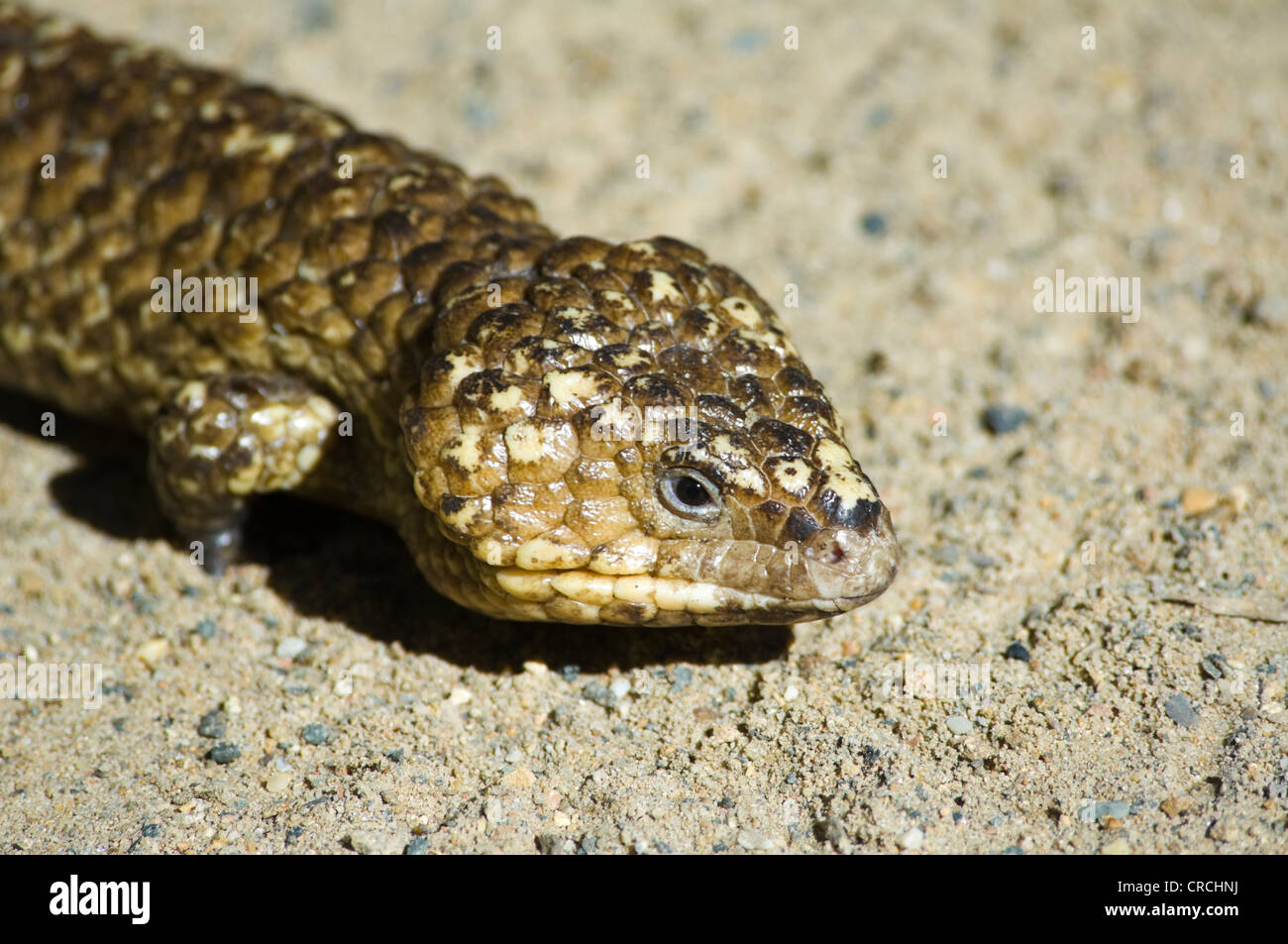 Shingle-Back Skink (Trachydosaurus rugosus Stock Photo - Alamy