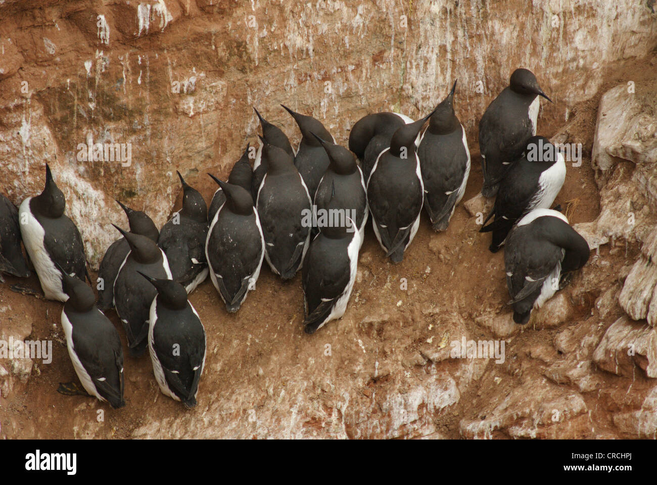 common guillemot (Uria aalge), on bird rock, Germany, Heligoland Stock ...