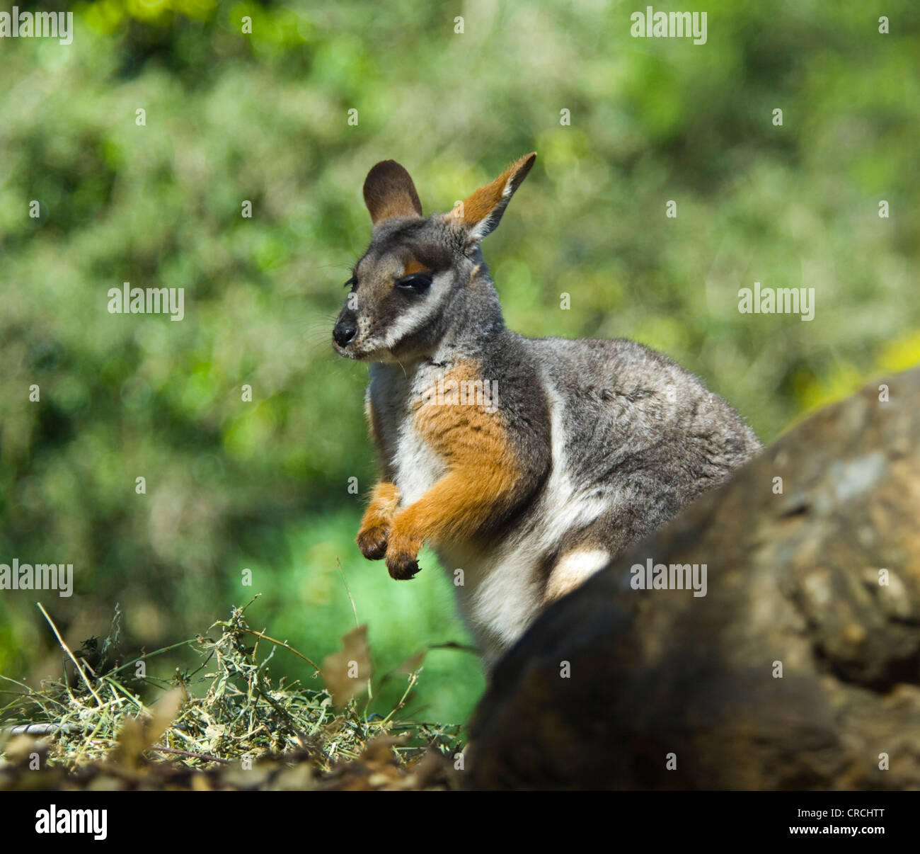 Petrogale hi-res stock photography and images - Alamy