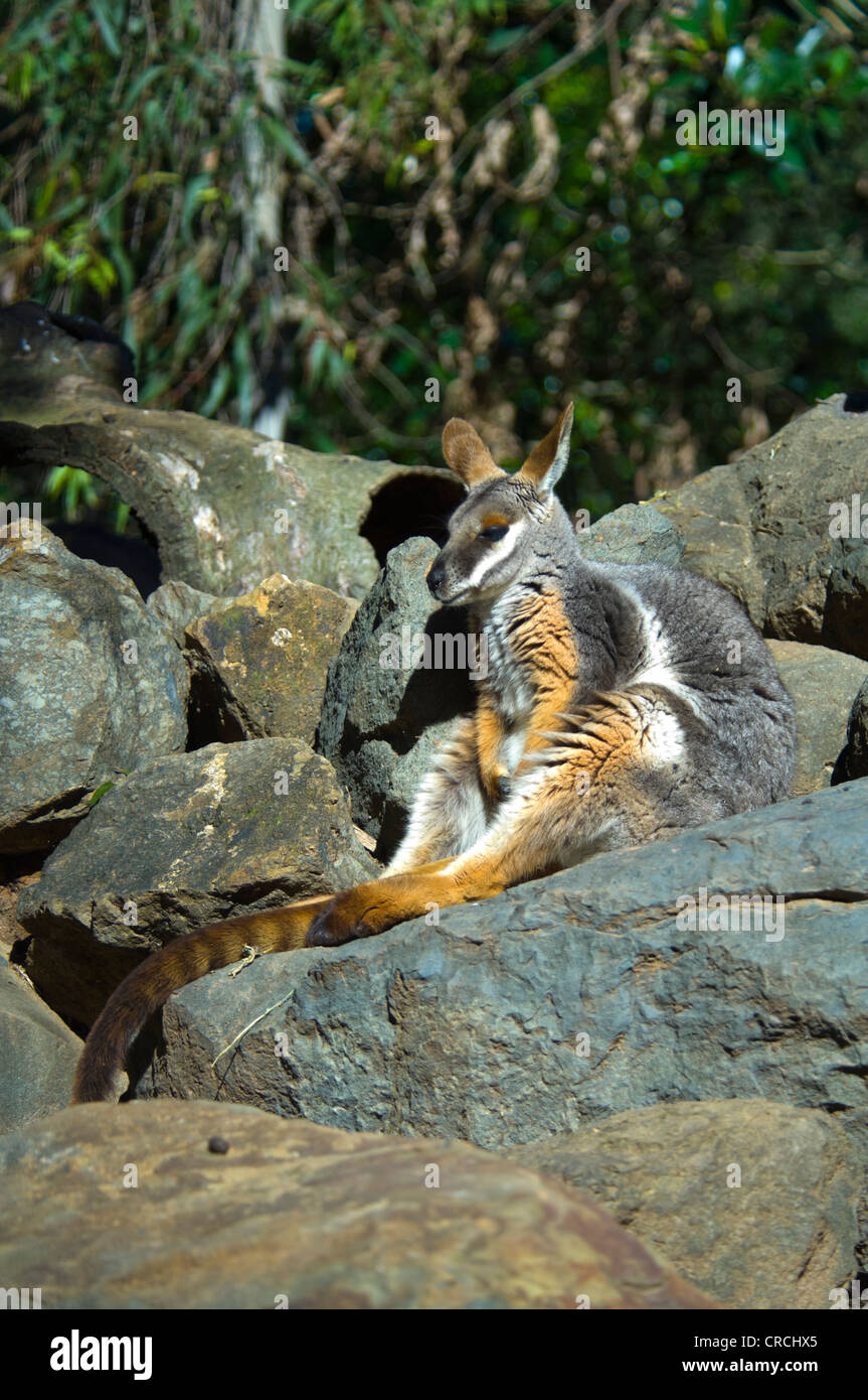 Yellow-footed Rock Wallaby (Petrogale xanthopus) Captive Stock Photo ...